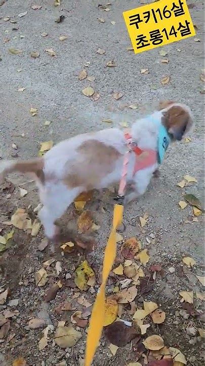 우리 애들이 미쳤어요 지나가는 진돗개 좋다고 저래요 😢 😢 😢 Youtube