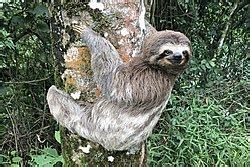 Ljenjivci Wikipedia