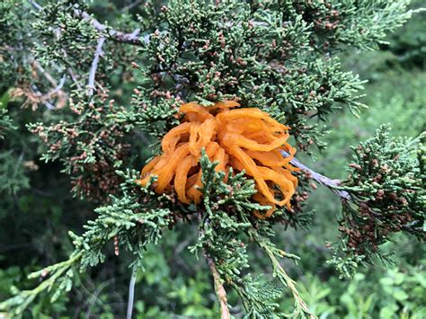 Cedar Apple Rust Fungal Disease Requires Two Hosts The Hardwick Gazette