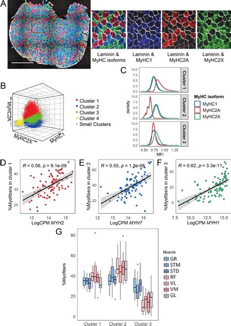 a transcriptome atlas of leg muscles from healthy human volunteers