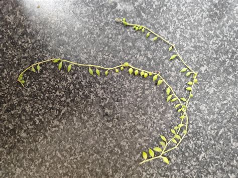 Cant Get This Cutting To Root Identification Rsucculents