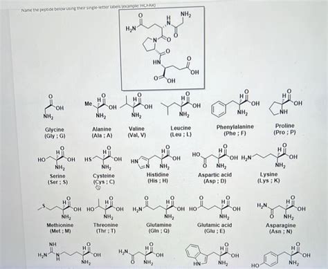 answered name the peptide below using their single letter labels