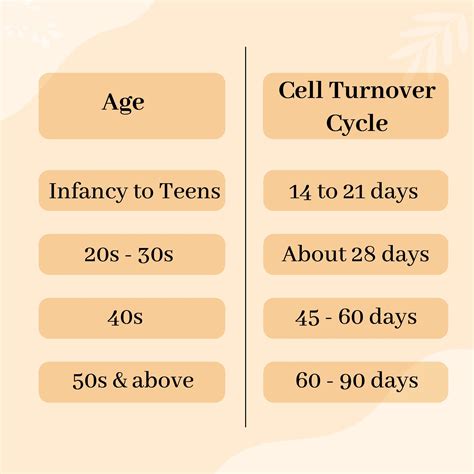 What Is Cell Turnover And Why Is It Important Blair Skincare