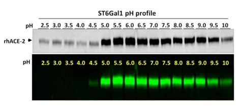 R N Glycan Labeling And Detection Kit Kit Immunoassay Reagents And Kits Fisher Scientific