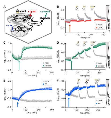Figure 6 From In Vivo Nadh Nad Biosensing Reveals The Dynamics Of Cytosolic Redox Metabolism In