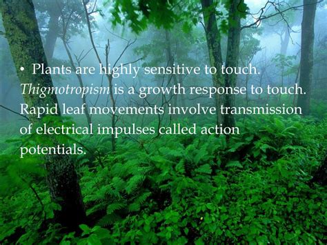 Ppt Ch 39 Plant Responses To Internal And External Signals Powerpoint Presentation Id2167349