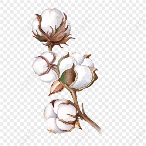 푹신한 손으로 그린 수채화 스타일 일러스트 면화성숙한성숙 Png 일러스트 무료 다운로드 Lovepik