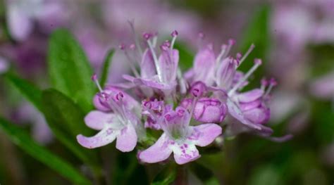 15 Varieties Of Thyme For Your Garden