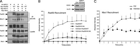 The Rad50 Zinc Hook Domain Is Important For H2ax Independent Binding Of
