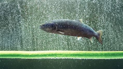 Oxygen Diffusion Imenco Aqua