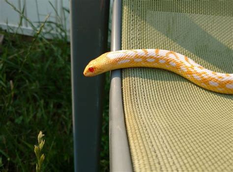 노란 뱀 꿈 해몽 20가지보는 나오는 쫓아오는 잡는 큰 죽이는 노란뱀에 쫓기는 물리는 노랑색 뱀이 공격하는