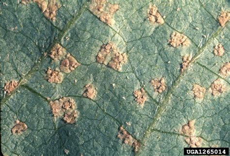 Asian Soybean Rust