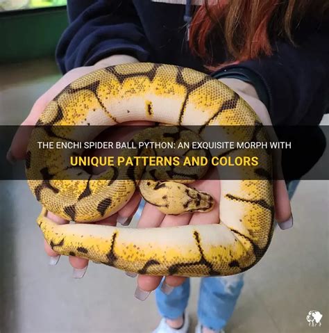 The Enchi Spider Ball Python An Exquisite Morph With Unique Patterns