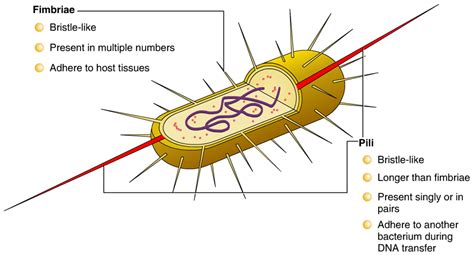 Fimbriae Bacterial Bacterial Fimbriae Bacterial Pili Common