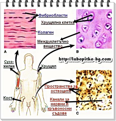 Патология и морфология на съединителната тъкан