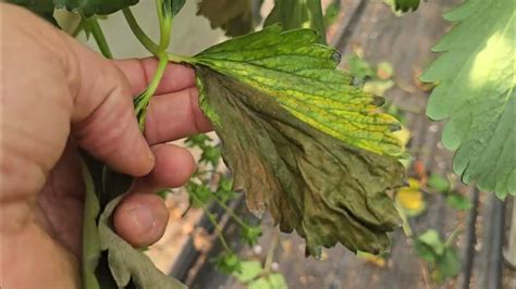 황금알농법 딸기 양액제배 팁번 기공탈수 차광망 잿빛곰팡이 시들음병 짝잎 위황병 영양실조 엽면시비 설탕 맹물시비는 약보다좋다 Youtube