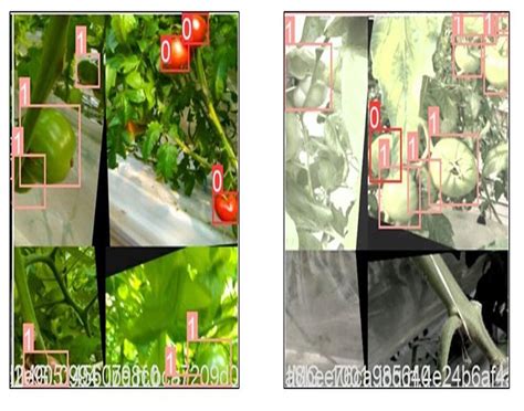 cam yolo tomato detection and classification based on improved yolov5
