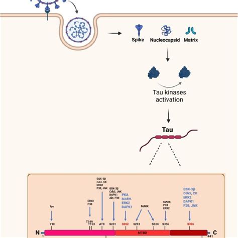 Schematic Representation Of The Residues In The Longest Isoform Of Tau