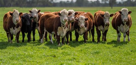 quantifying the advantages of multi paddock amp grazing compared to