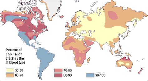 Blood Types History Genetics And Percentages Around The World