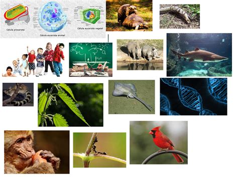 CaracterÍsticas De Los Seres Vivos Diagram Quizlet