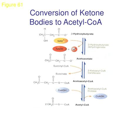 Ppt Lipid Structure And Metabolism Powerpoint Presentation Id 702578
