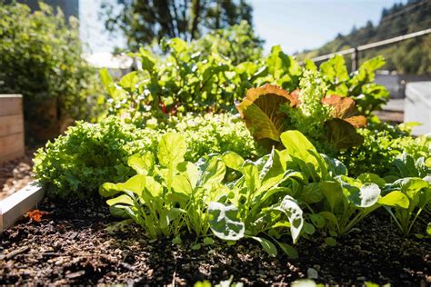 What To Grow In Garden Storables