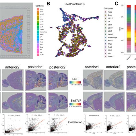 A The Deconvolution Results Of One Spot With All Cell Types For Adult Download Scientific