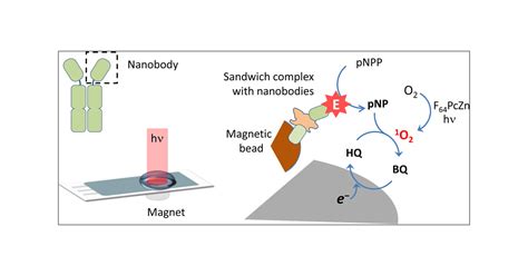 Nanobody Based Immunosensor Detection Enhanced By Photocatalytic