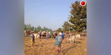 ကန့်ဘလူတွင် စစ်တပ်နှင့် ပျူစောထီးအတွက် ထမင်းဟင်းပို့ရန် ရွာသားများကို စစ်ကောင်စီ အဓမ္မခိုင်းစေ