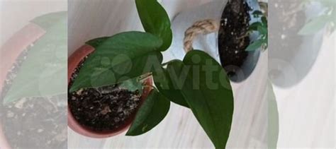 Комнатные цветы в горшках купить в Уфе | Товары для дома и дачи | Авито