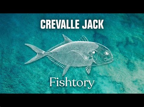 Jack Di Crevalle