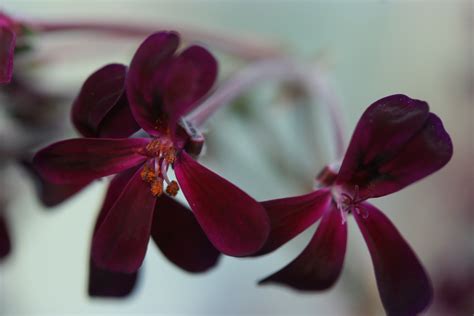 Pelargonium Sidoides Species Woottens Plants Woottens Of Wenhaston