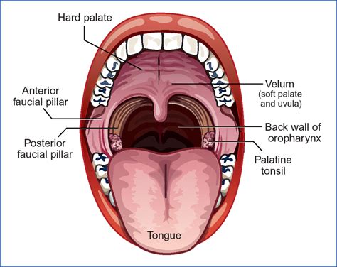 Faucial Pillars