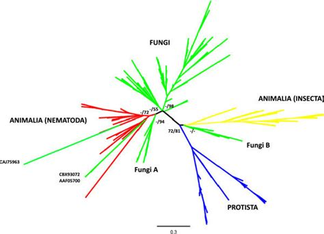 Best Tree Of Maximum Likelihood Analysis Using The Program Raxml Vi Hpc