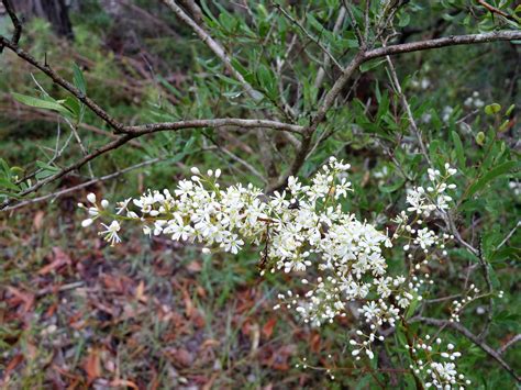 Sambar Browse Plants Sweet Bursaria Bursaria Spinosa Australian Deer Association