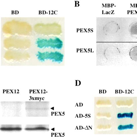 pex12 and pex10 are not required for pex5 docking a postnuclear