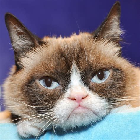 Grumpy Cat