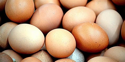 Egg Layers Common Breeds Organic Chicken Feed