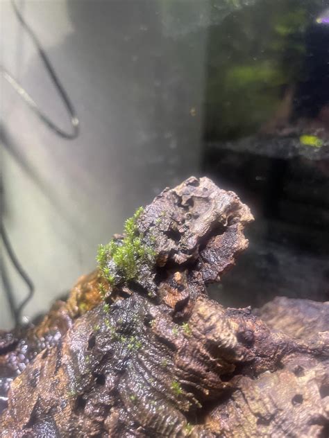 My Bio Active Frog Enclosure Rfrogs
