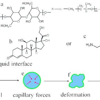 Scheme The Molecular Structures Of The HPMCP Polymer A The Model Download Scientific