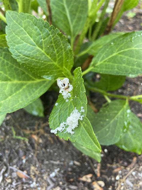 Does Anyone Know What This On My Hydrangea Zone 6a Rgardening