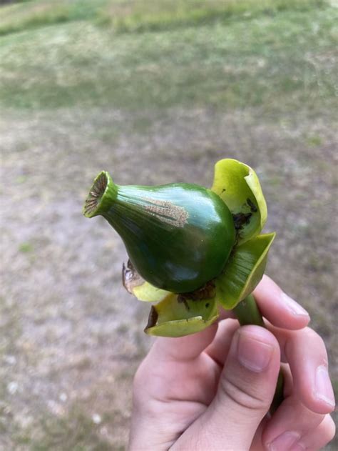 Plants Vs Zombies In Real Life