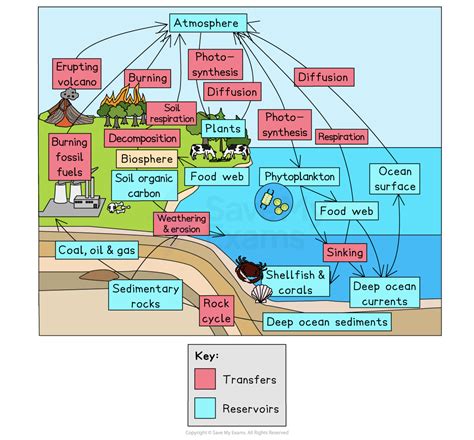 Carbon Cycle For Middle School 53 The Calvin Cycle Concepts Of