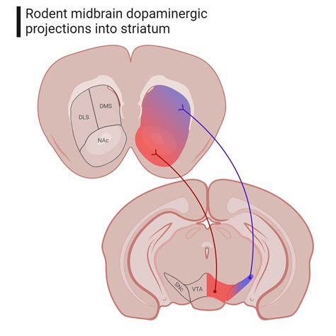 Rodent Midbrain Dopaminergic Projections Into Striatum Biorender Science Templates