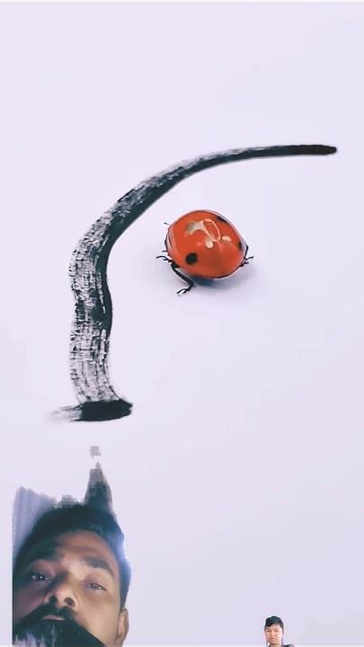 Short Videofunny Videocom Cat Edy Videoviral Video Youtube