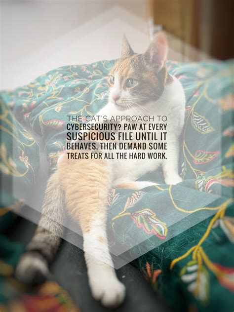 Zuzana Vaňugová On Linkedin If Your Approach To Cybersecurity Differs From My Cats😸 Youre