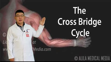 Булчингийн эдийн гистологи бүтэц Youtube