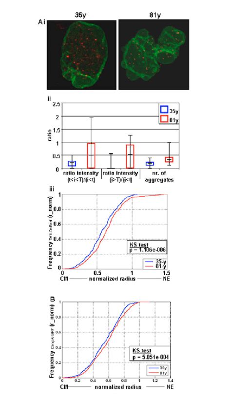 Comparison Of Telomere And Centromere Spatial Organization In 35y And Download Scientific