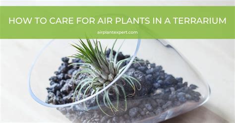 How To Care For Air Plants In A Terrarium Air Plant Expert